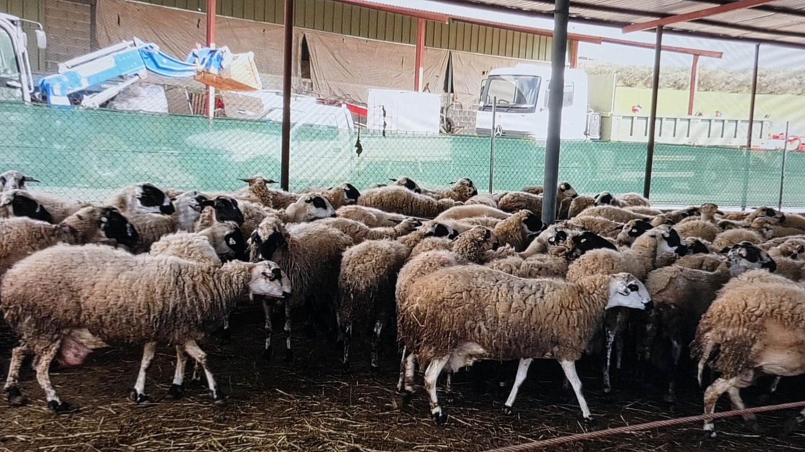 Για έντονη αβεβαιότητα στον κλάδο κάνουν λόγο οι ποιμνιοτρόφοι